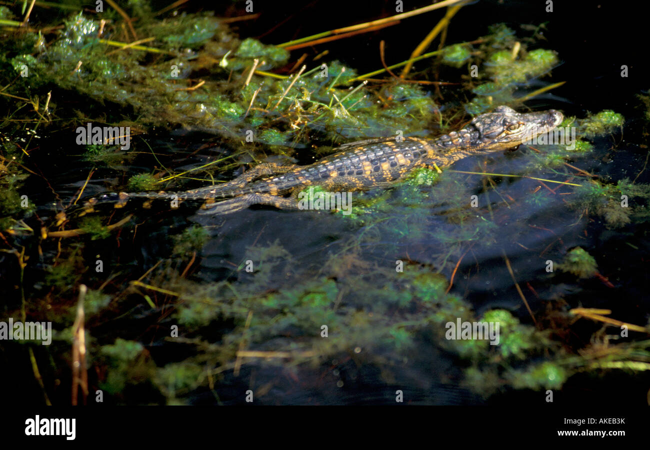 little alligator, okefenokee n.w.r., usa Stock Photo - Alamy