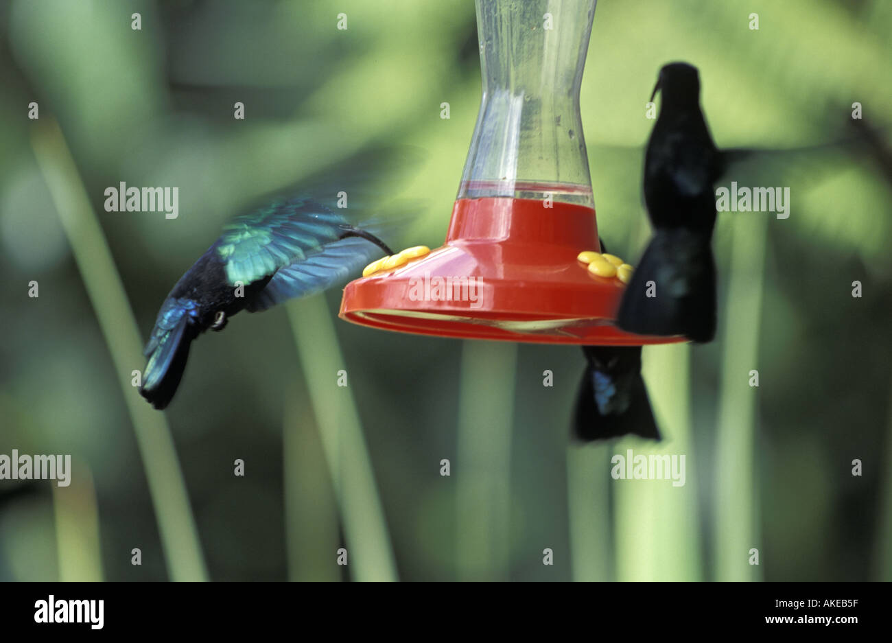 Martinique Caribbean Humming birds with water feeder Stock Photo - Alamy