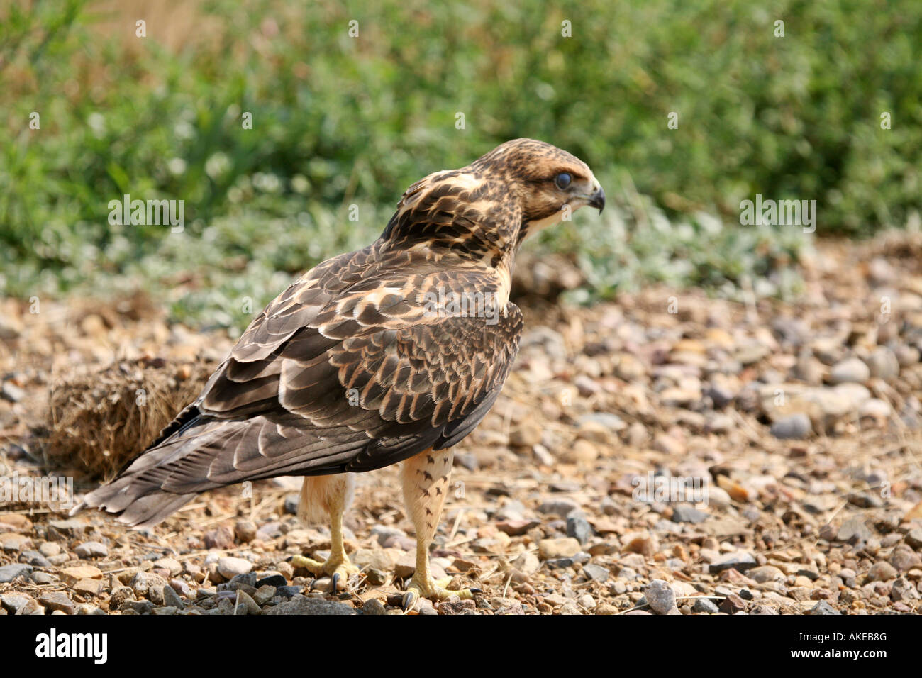 Fledgling hawk on ground in scenic Saskatchewan Stock Photo - Alamy