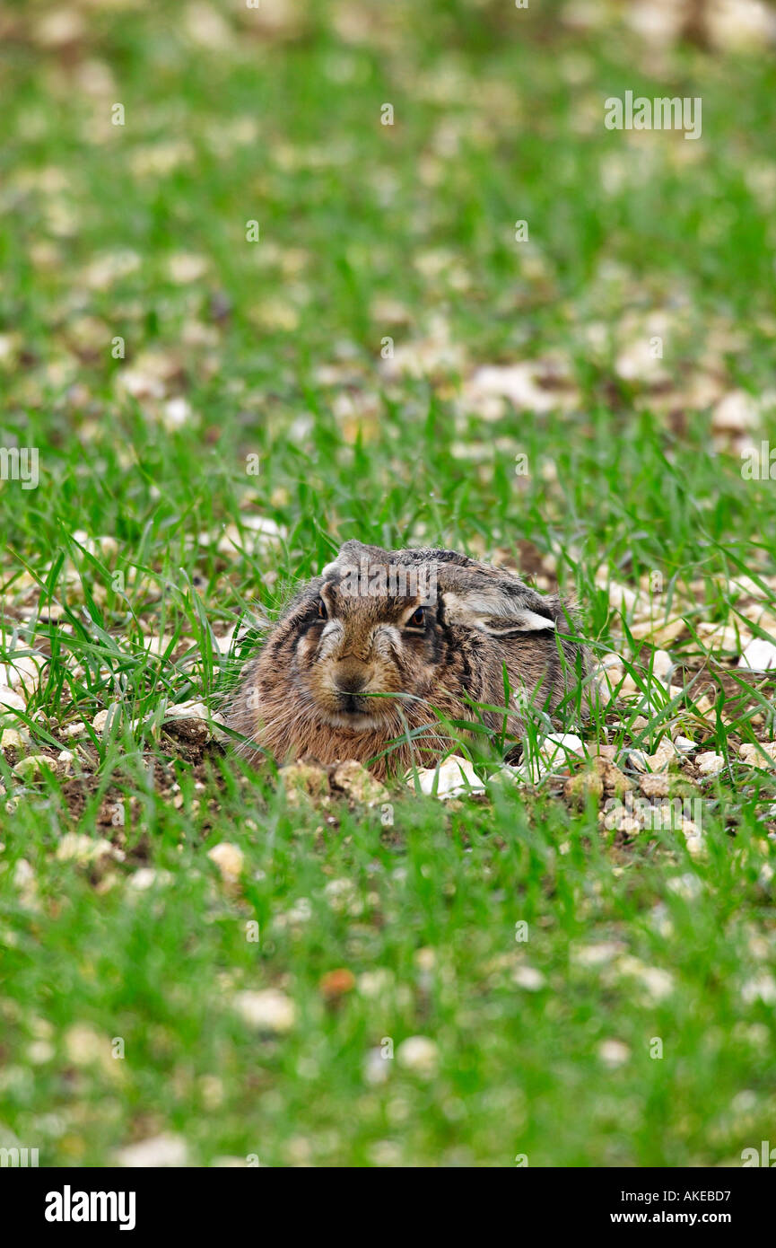 Hares form hi-res stock photography and images - Alamy