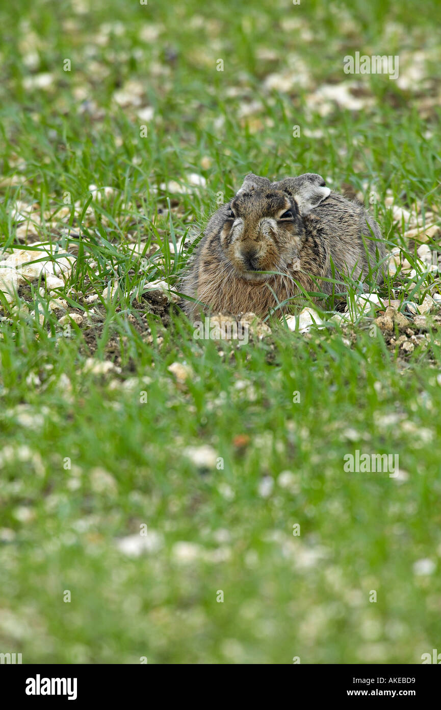 Hares form hi-res stock photography and images - Alamy