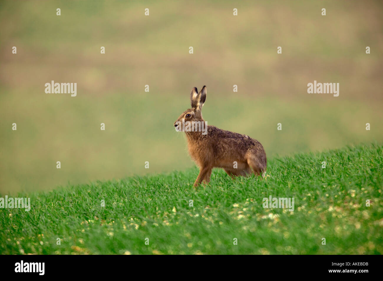 British hare in field hi-res stock photography and images - Alamy