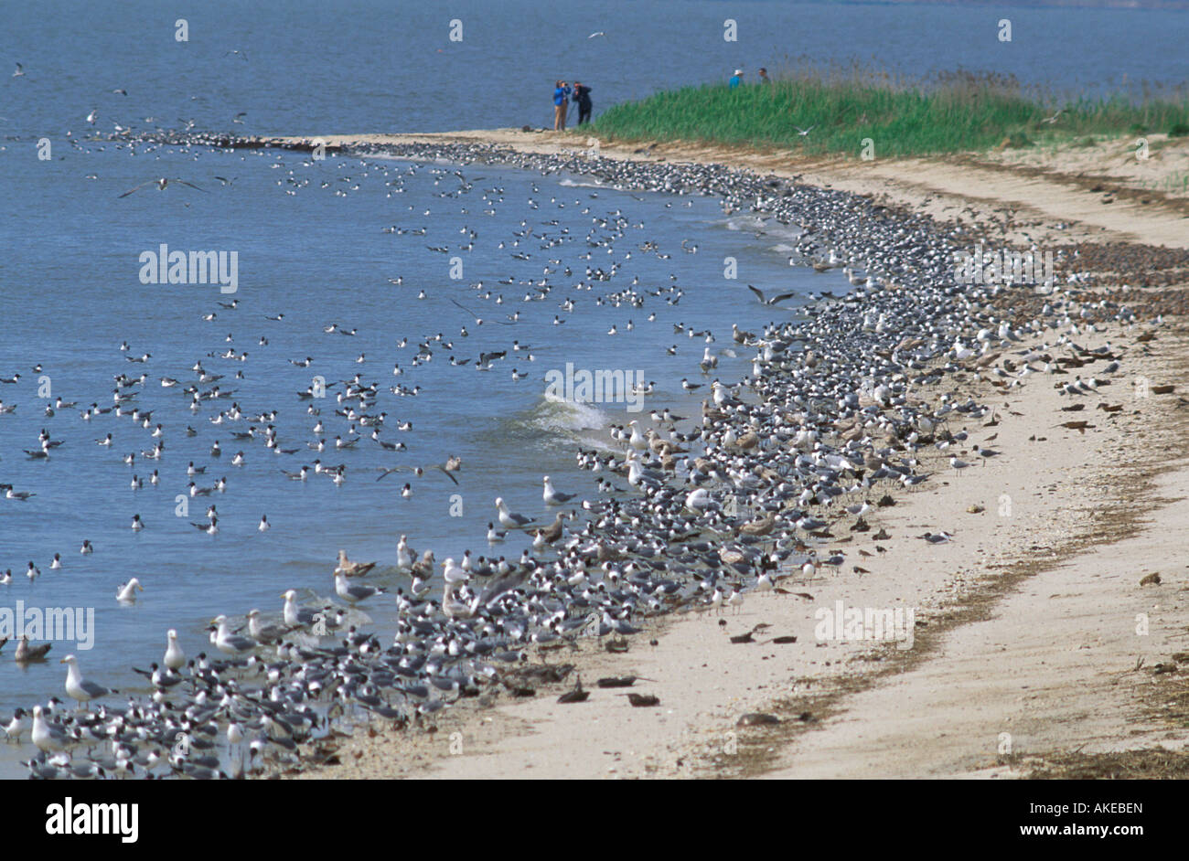 sandpipers, reeds beach, usa Stock Photo - Alamy
