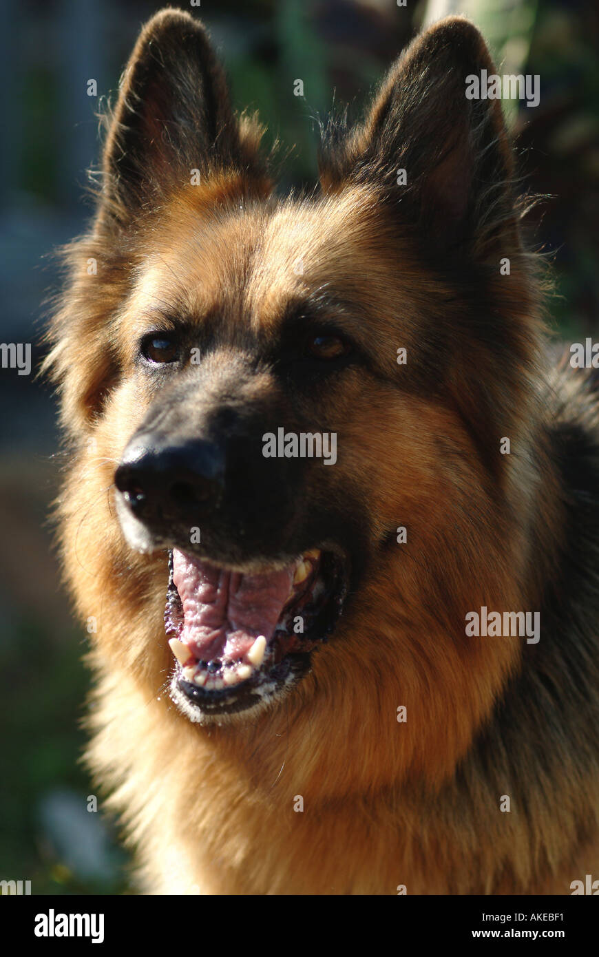 Alsatian dog german shepherd hi-res stock photography and images - Alamy
