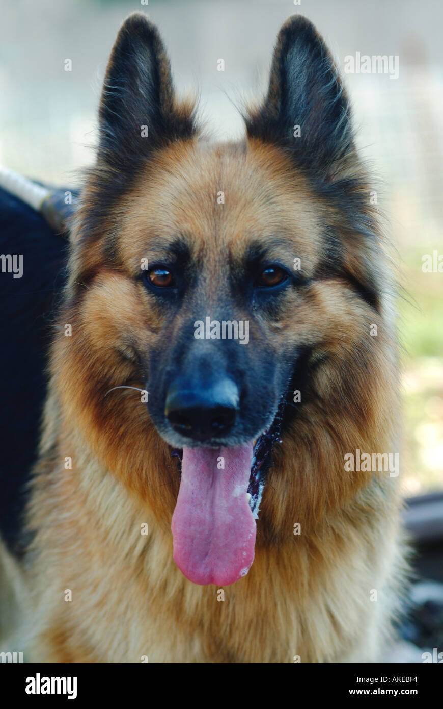 Alsatian dog hi-res stock photography and images - Alamy