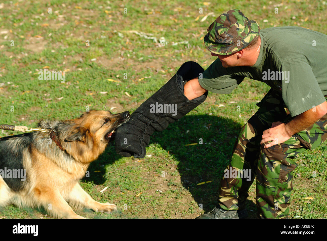 Dog handler alsatian military hi-res stock photography and images - Alamy
