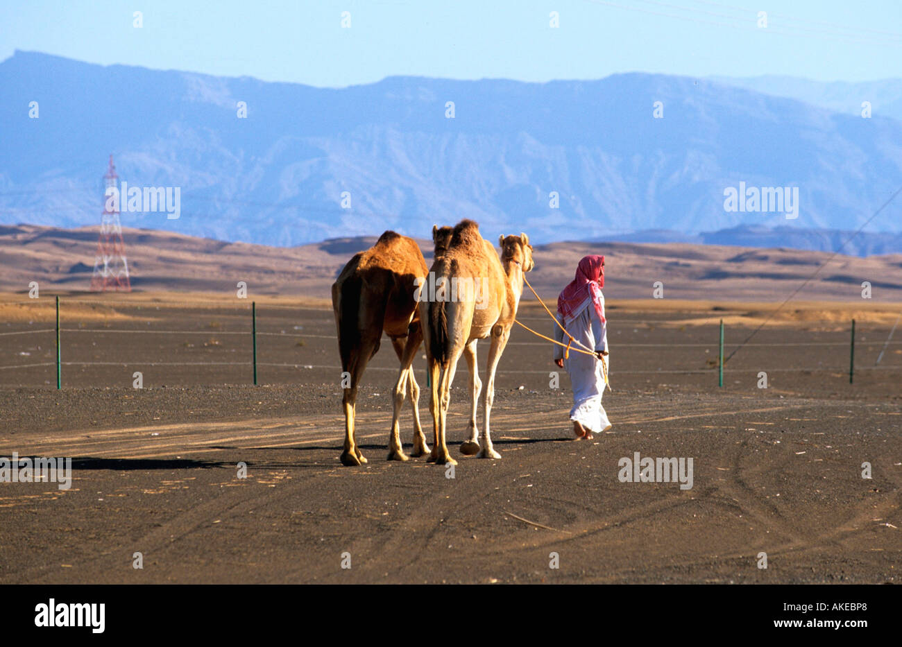 OM, Oman, Al-Wafi südwestlich von Sur, Mann mit Kamel Stock Photo - Alamy