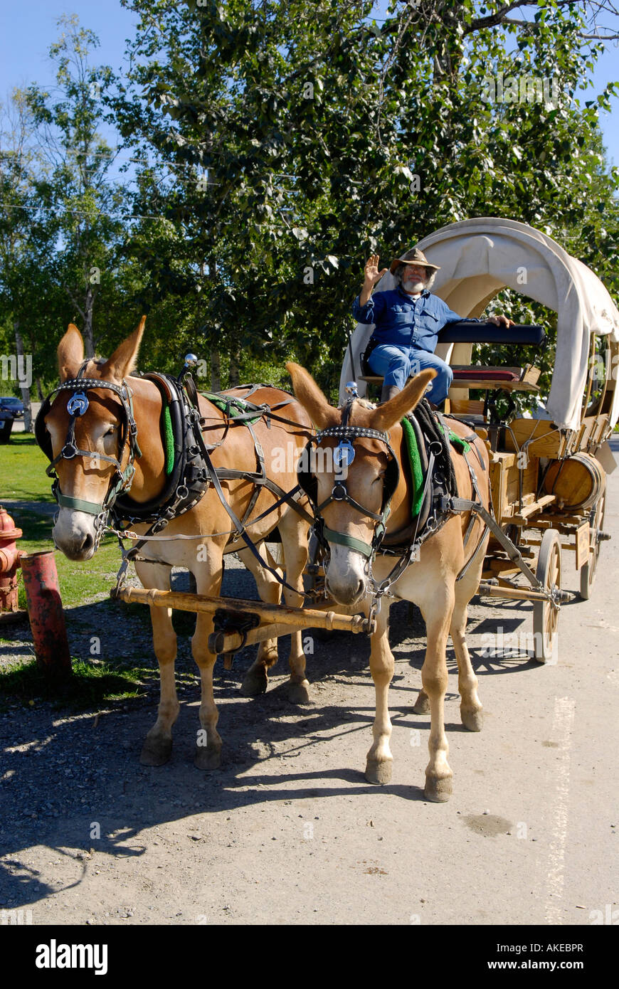 Historic Covered Wagon with horses and driver in Town of Talkeetna ...