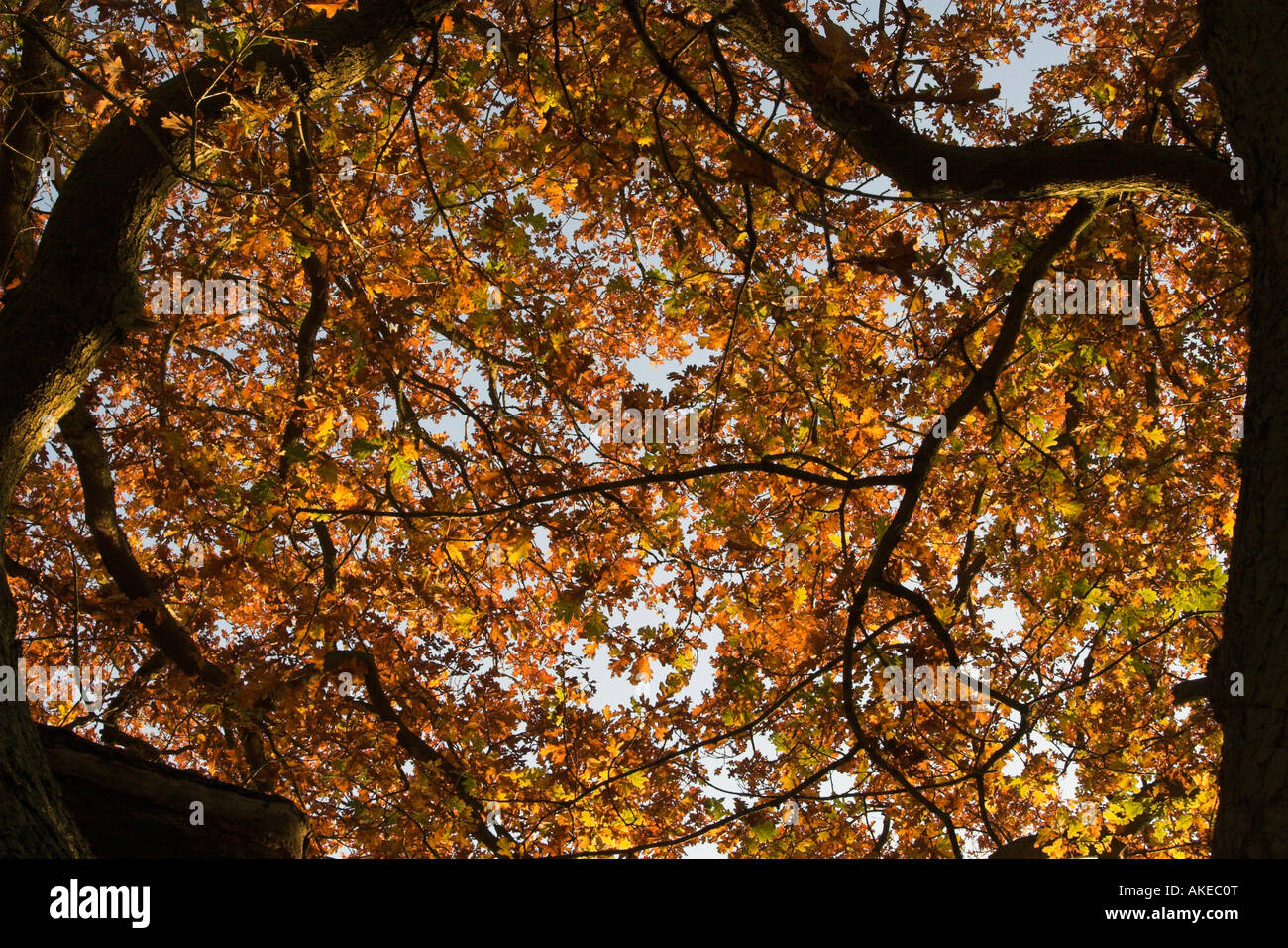 Autumn tree canopy, English Oak Wood, Oxfordshire, England, UK Stock ...