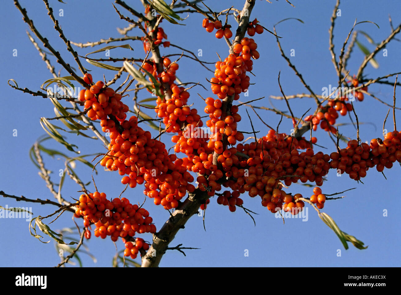 Sea buckthorn cultivation hi-res stock photography and images - Alamy