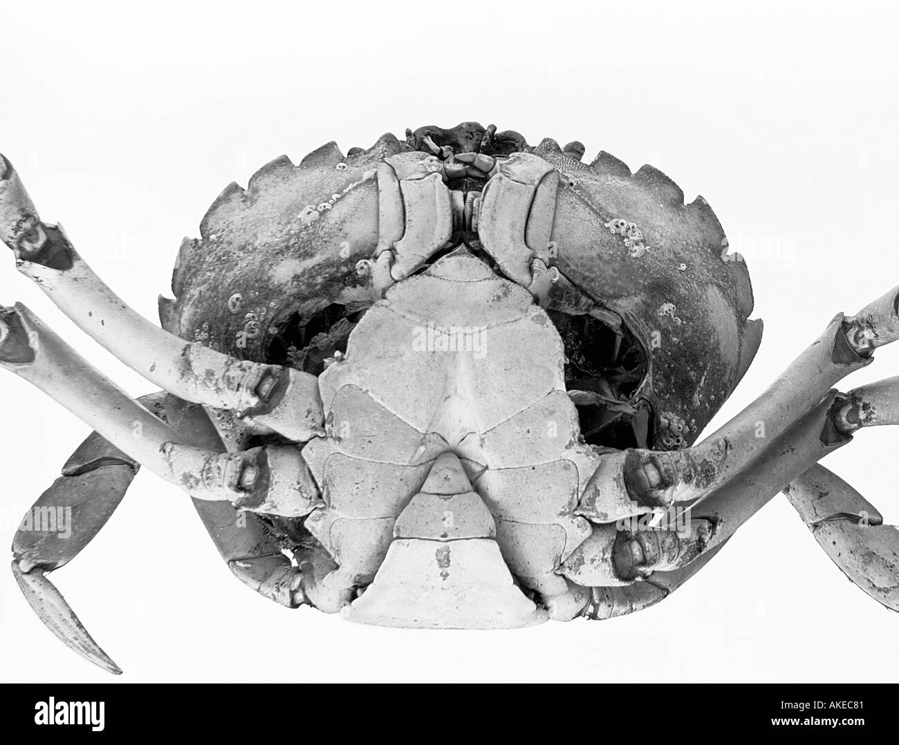 Edible shellfish Black and White Stock Photos & Images - Alamy