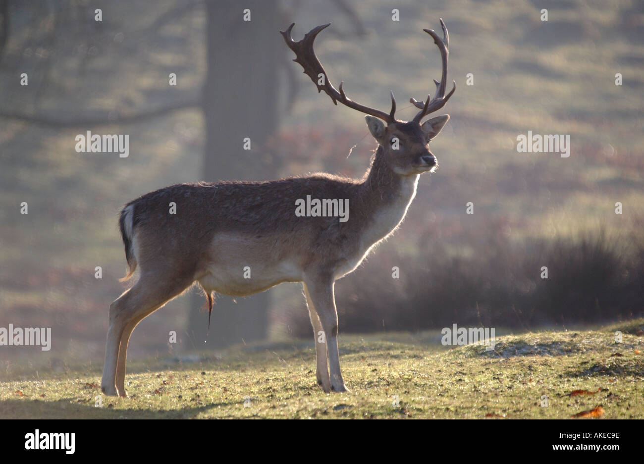 fallow deer stag december united kingdom Stock Photo - Alamy