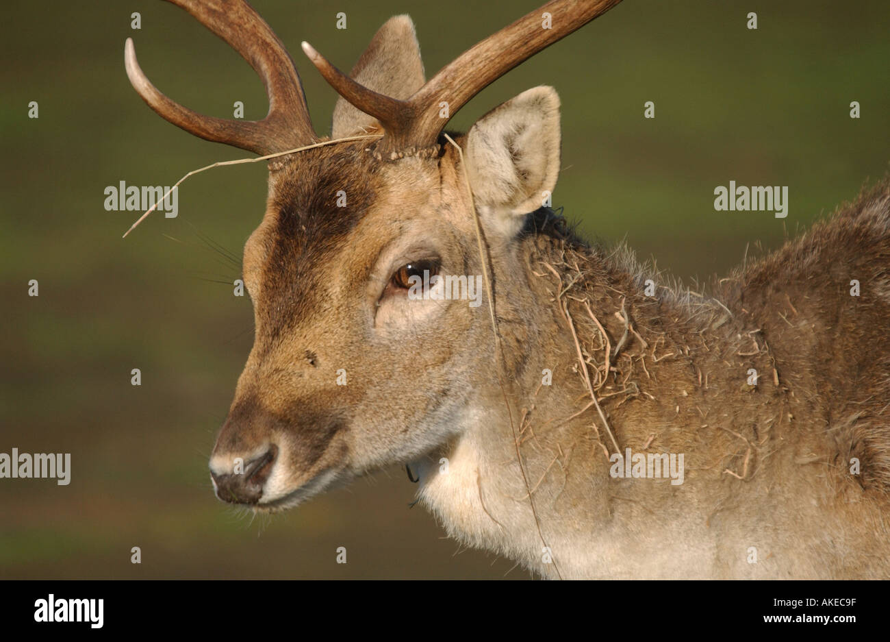 fallow deer stag december united kingdom Stock Photo - Alamy