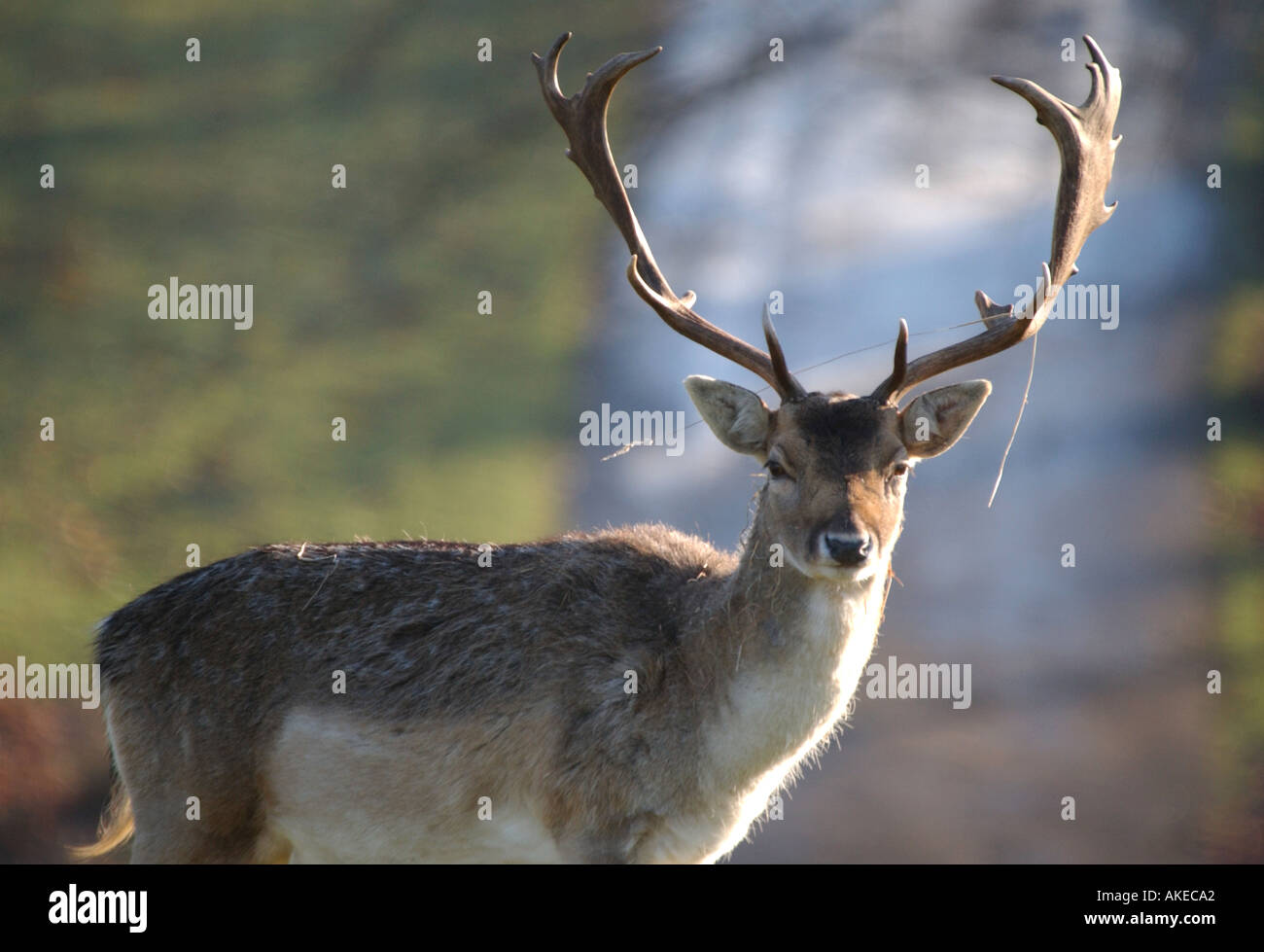 fallow deer stag december united kingdom Stock Photo - Alamy