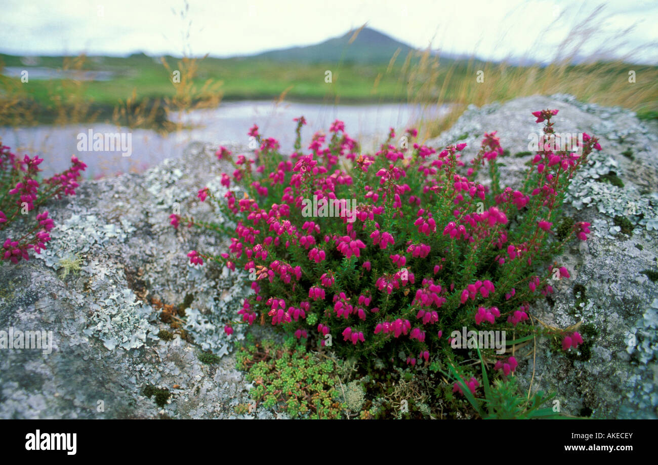 Daboecia hi-res stock photography and images - Alamy