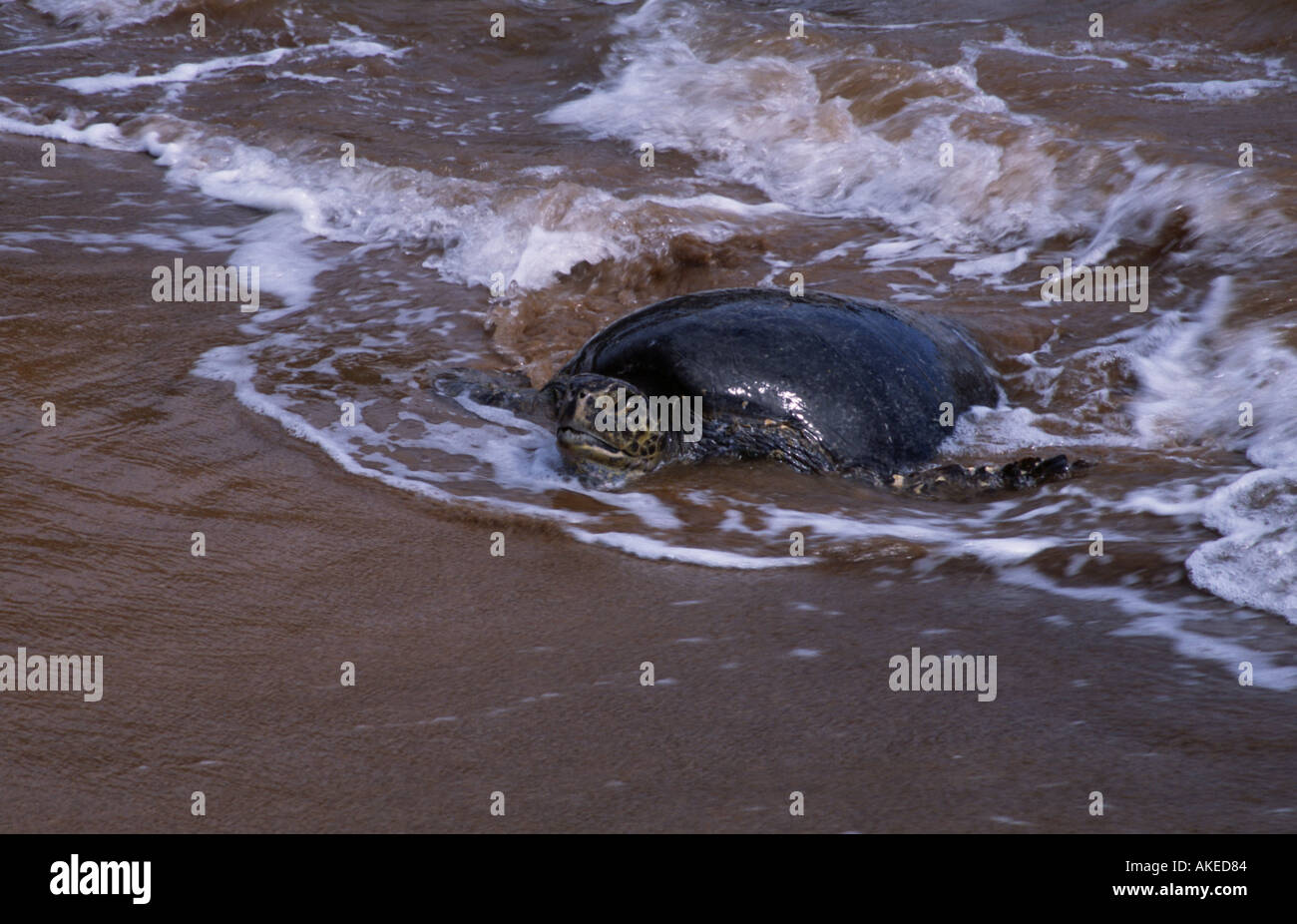 Pacific Green Turtle on beach Bartolomé Galapagos Islands Ecuador Stock ...