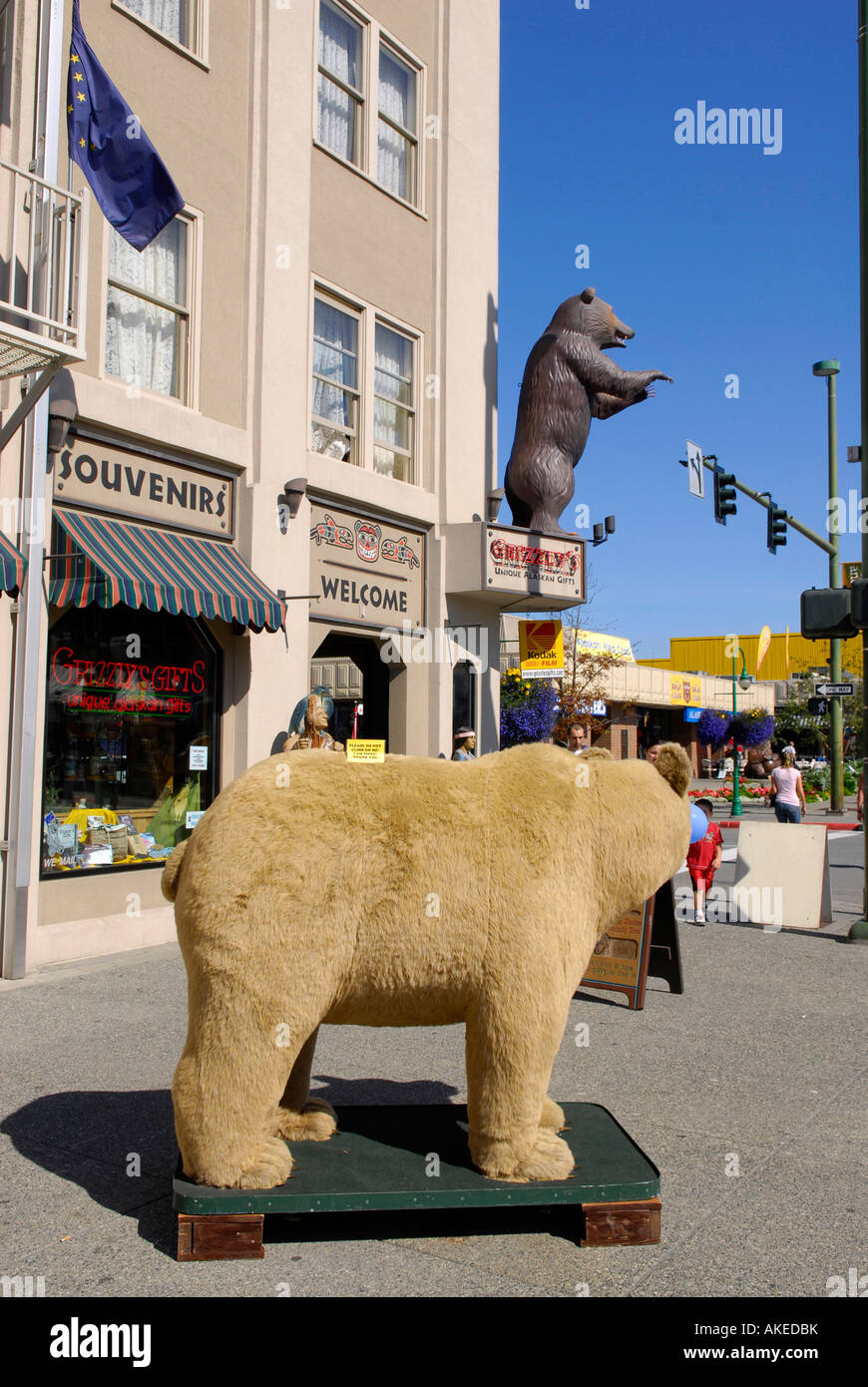 Street Wildlife Bear in front of shops in Downtown Area Anchorage ...