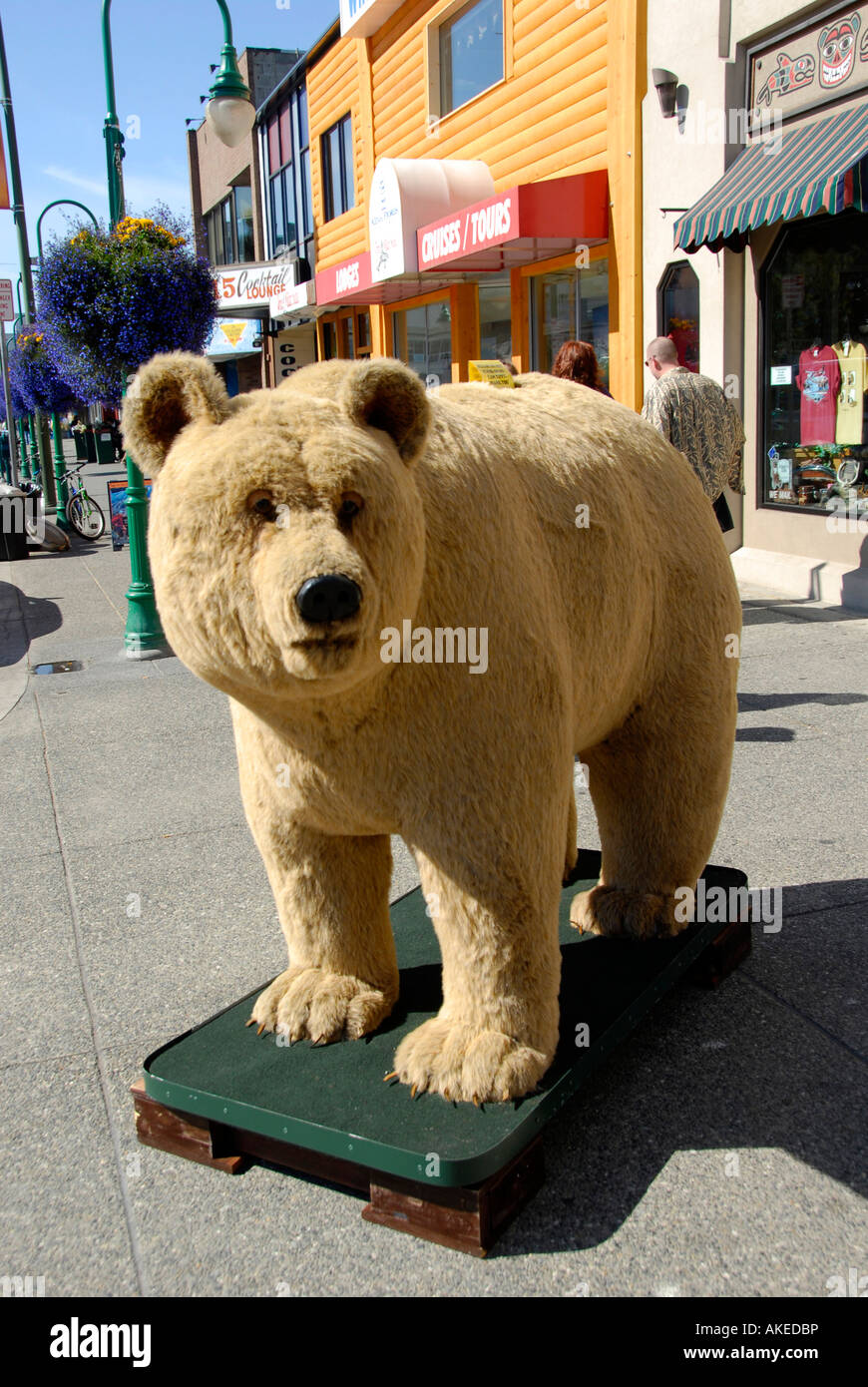 Street Wildlife Bear in front of shops in Downtown Area Anchorage ...