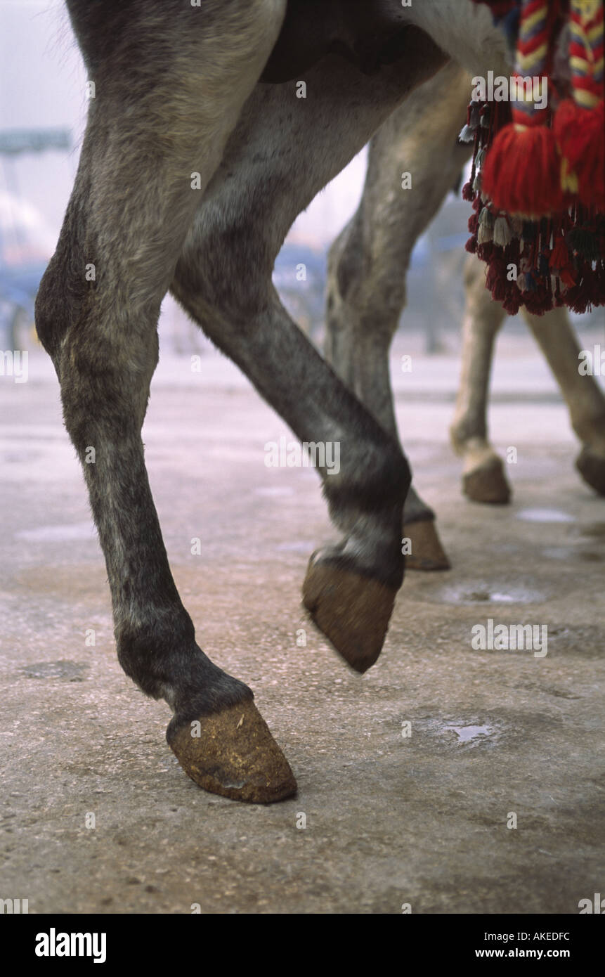 donkey with leg lifted waiting to leave and lead a cart Stock Photo - Alamy