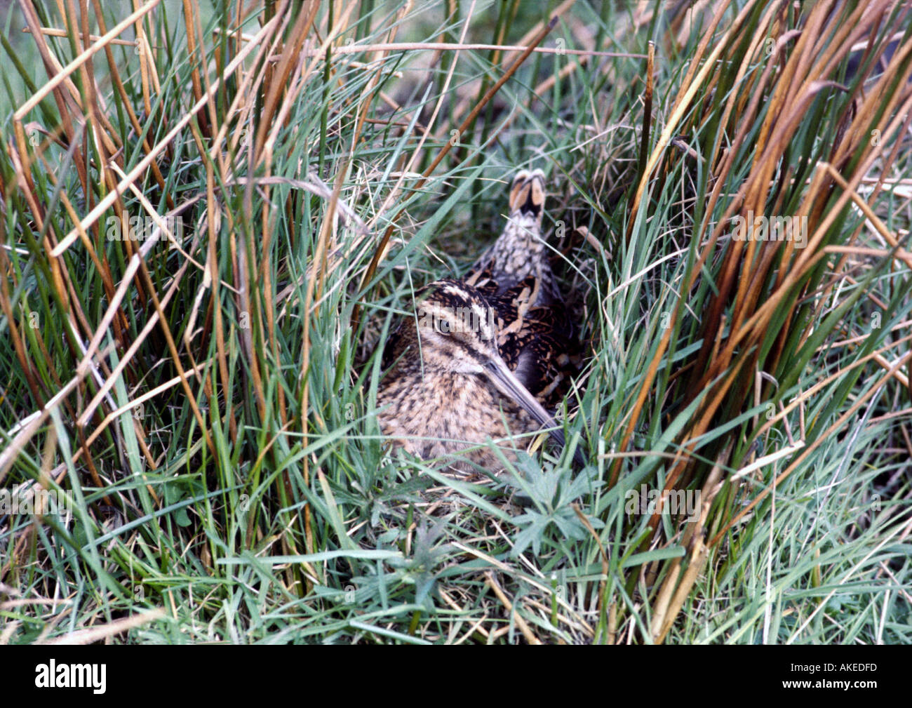 Snipe on nest Stock Photo - Alamy