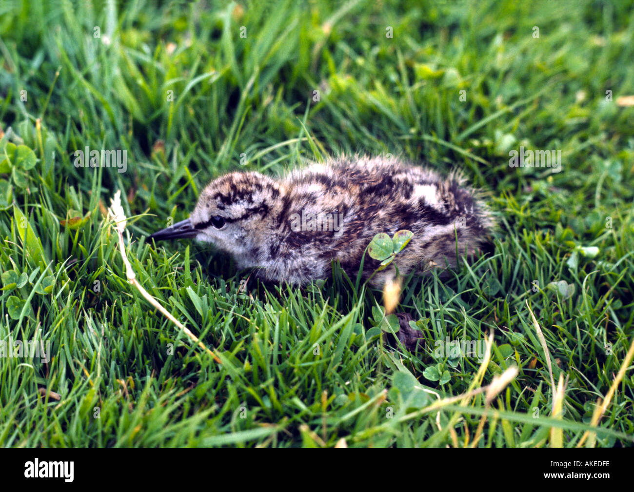 Redshank chicks hi-res stock photography and images - Alamy