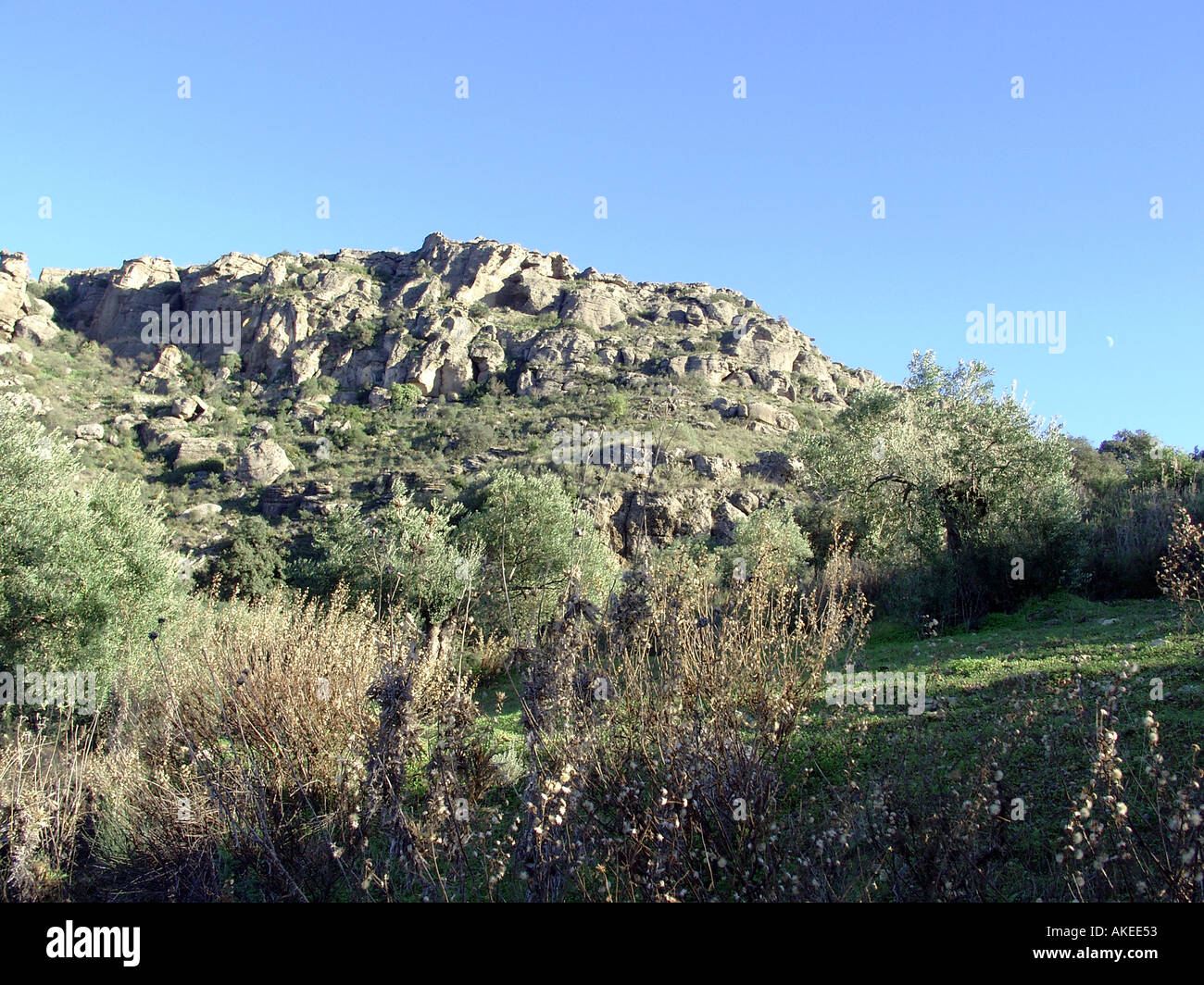 Olive Trees Alora Valle del Sol the lower Guadalhorce valley Málaga ...