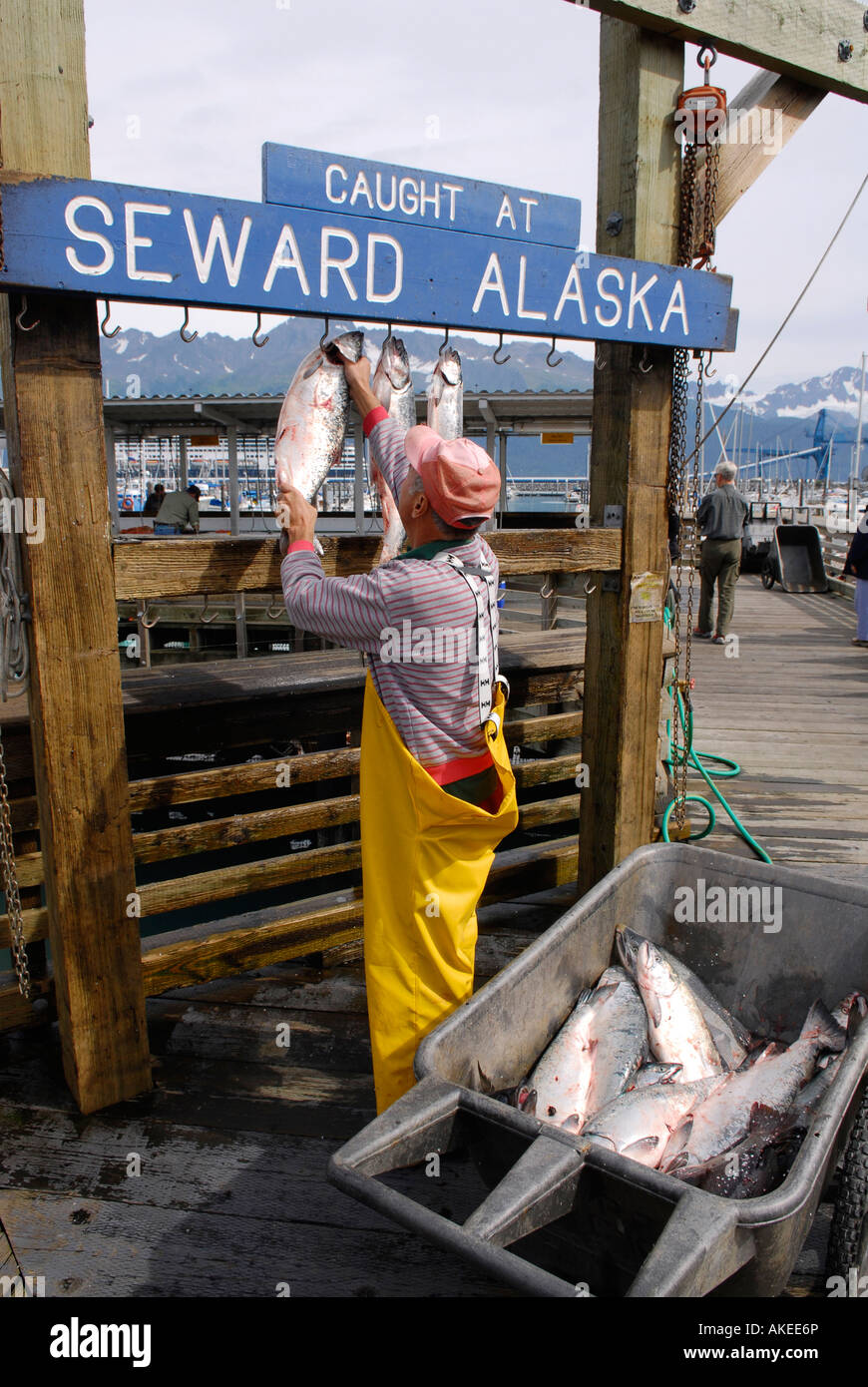 Fishing Charter Caught Fish Hung at Boat Harbor Dock Area Seward Alaska ...