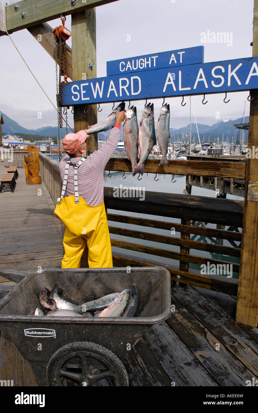 Fishing Charter Caught Fish Hung at Boat Harbor Dock Area Seward Alaska ...