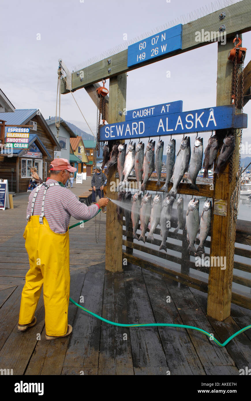 Fishing Charter Caught Fish Hung at Boat Harbor Dock Area Seward Alaska ...