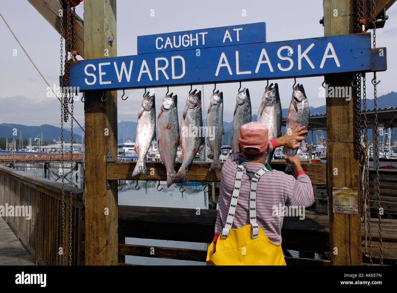 Fishing Charter Caught Fish Hung at Boat Harbor Dock Area Seward Alaska ...