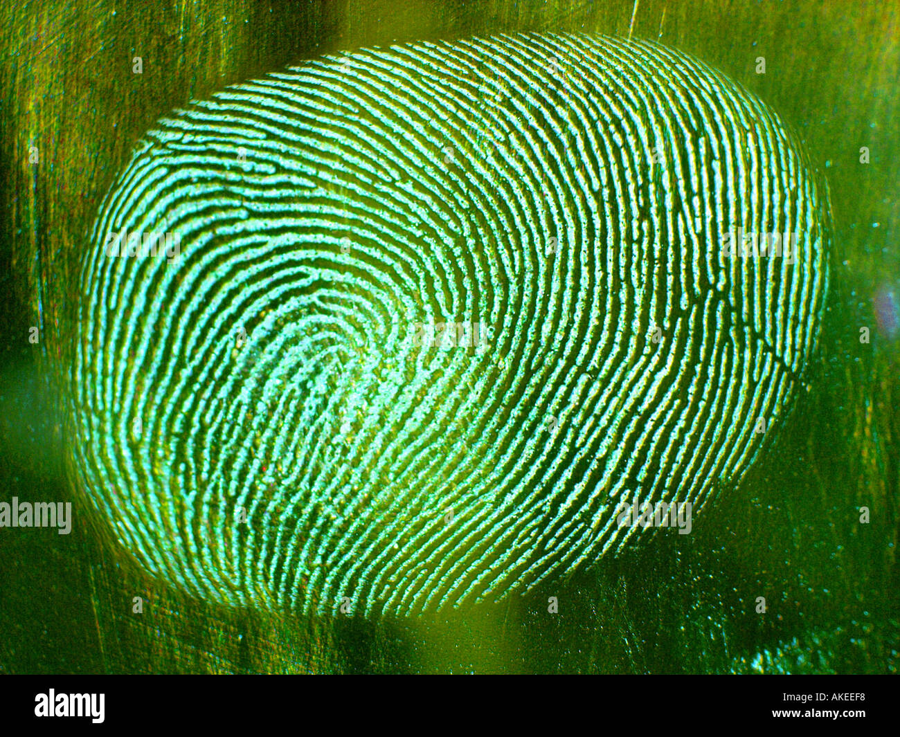 fingerprint on glass crimescene symbol of crime perpetrator identity ...