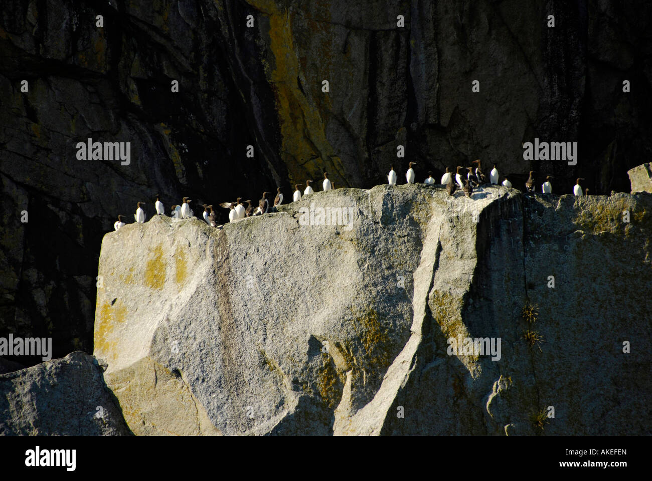 Common muure hi-res stock photography and images - Alamy