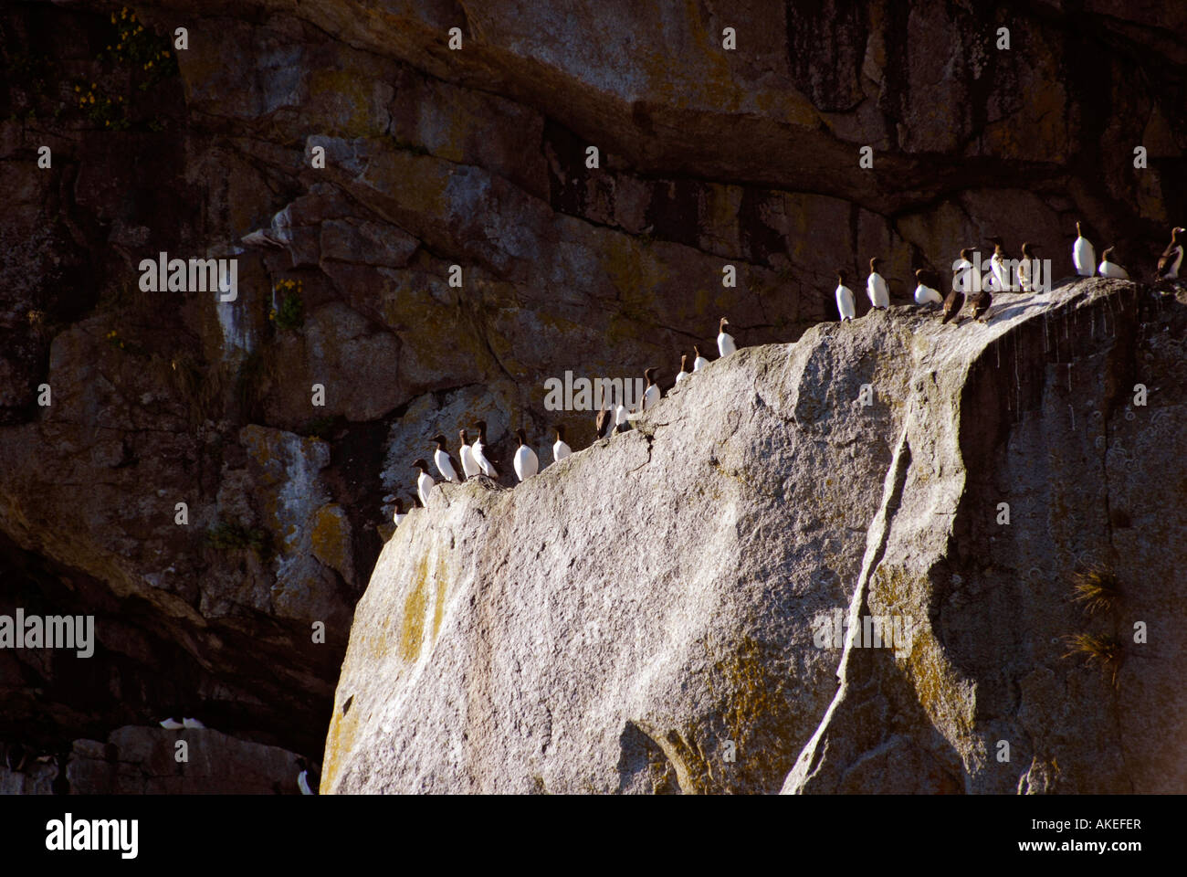 Alaska resurrection bay rocks hi-res stock photography and images - Alamy