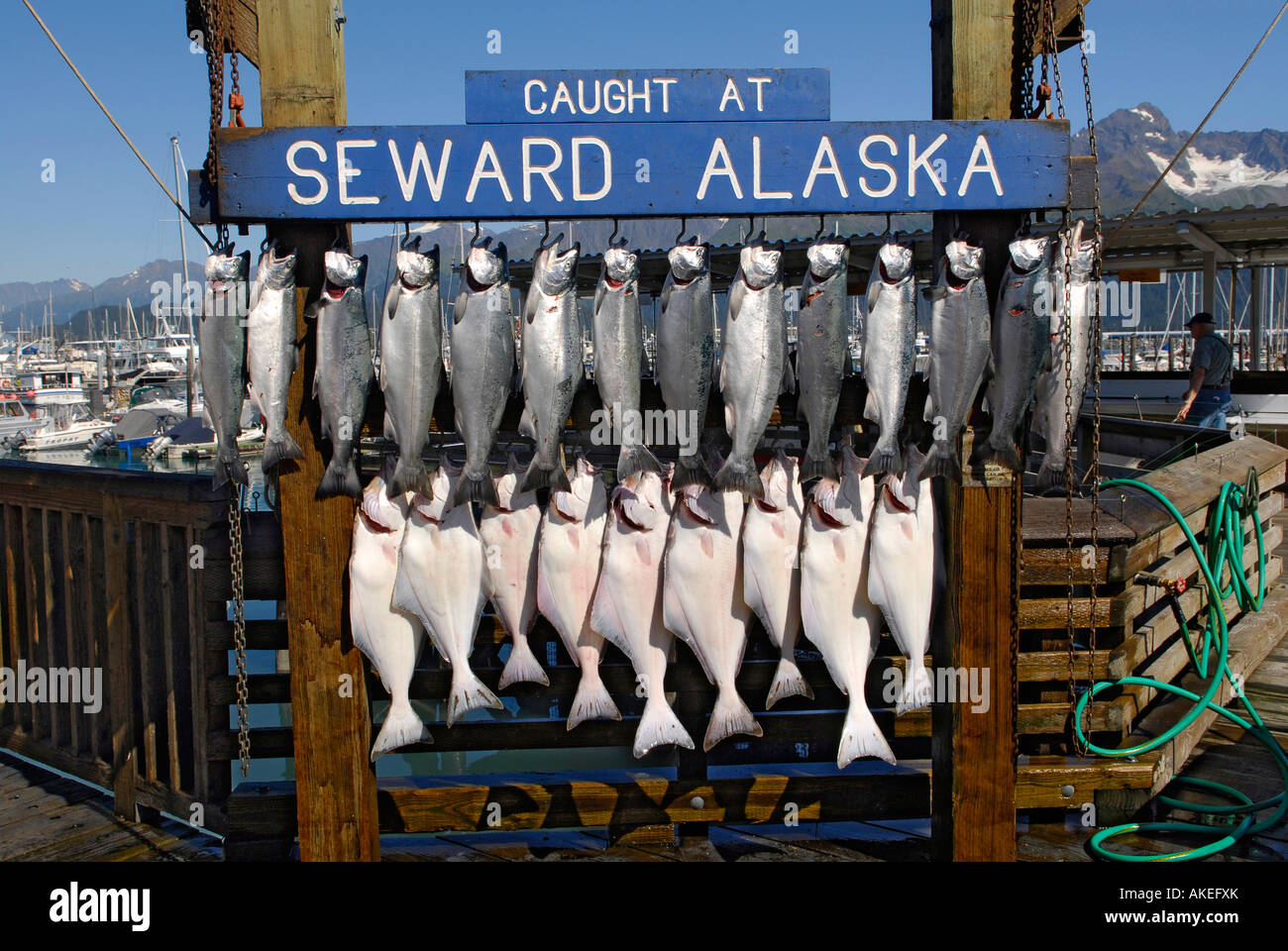 Trophy Fish Display Stock Photos & Trophy Fish Display Stock Images - Alamy