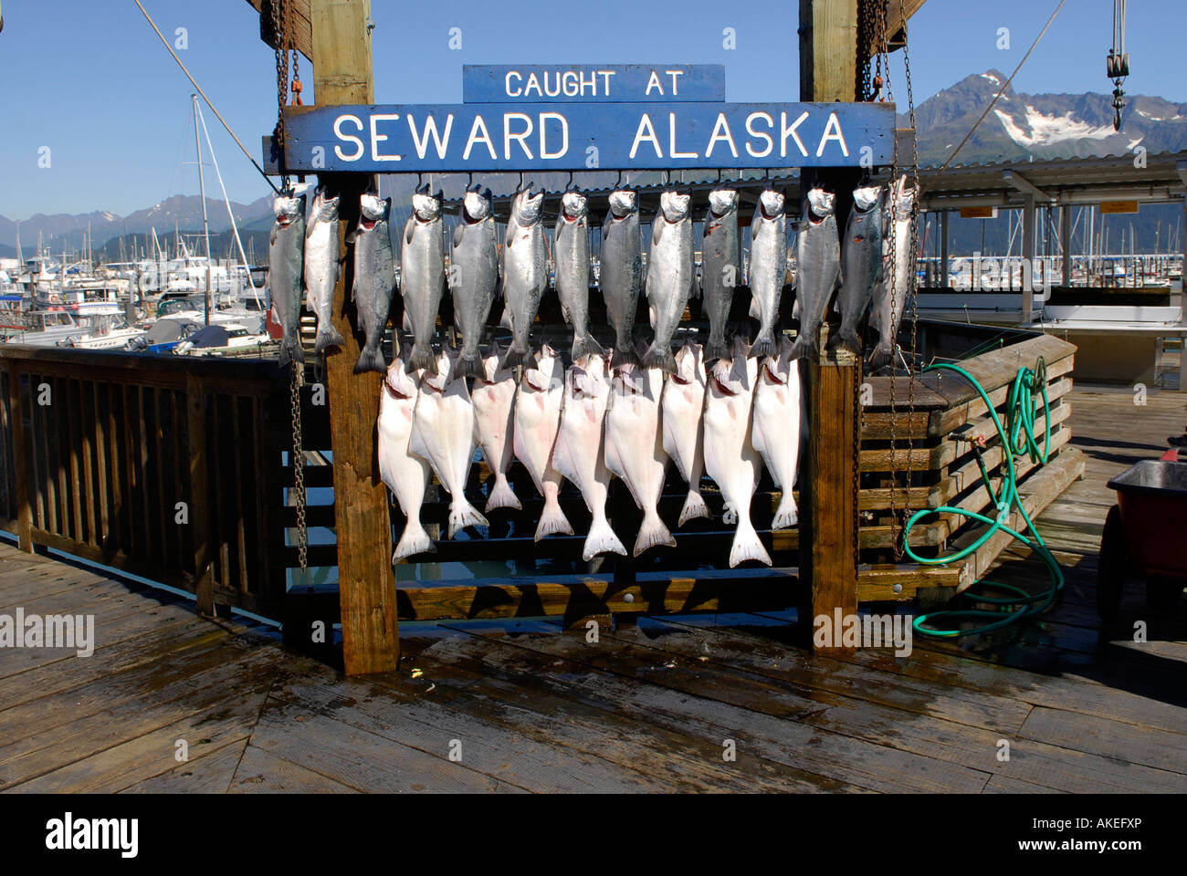 Trophy fish display hi-res stock photography and images - Alamy