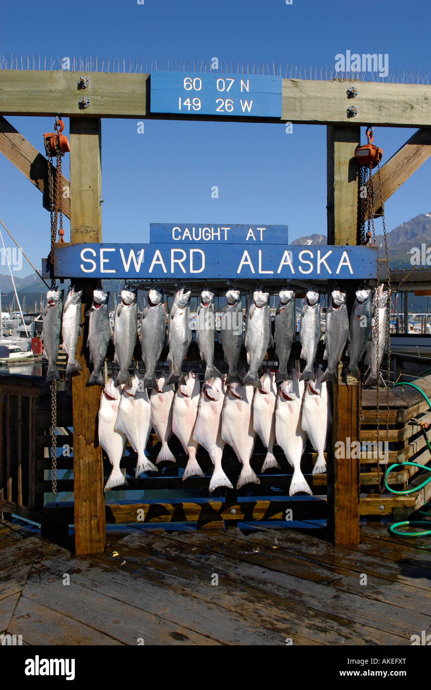 Caught Fish Hang on Display after Charter Fishing Boat Tour Public Boat ...