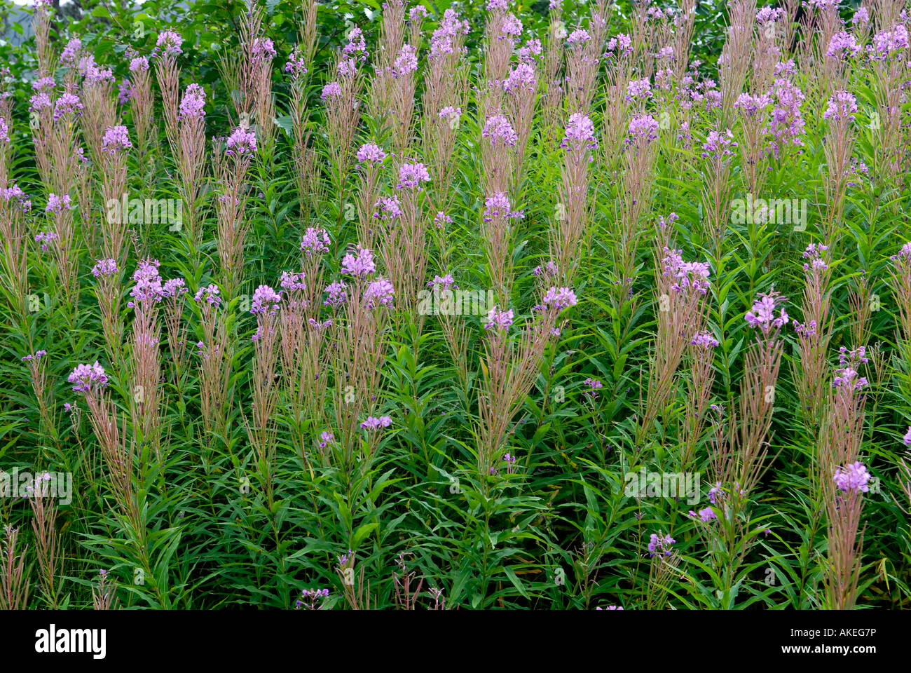Fireweed Wildflowers along roadside in Kenai Peninsula near Seward ...