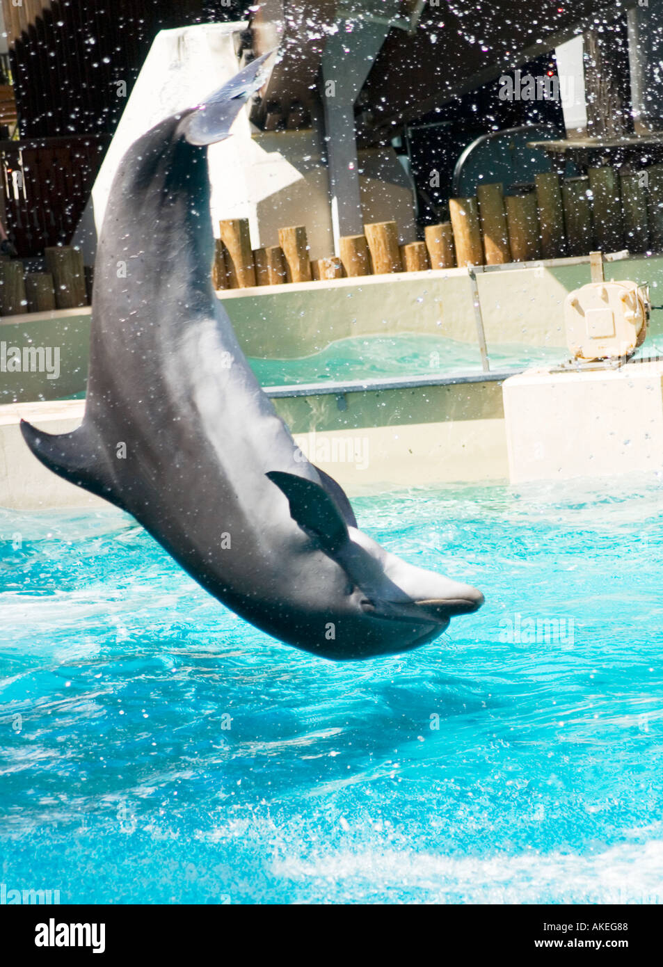 Dolphin performing a high-energy trick during a marine show at Marine ...