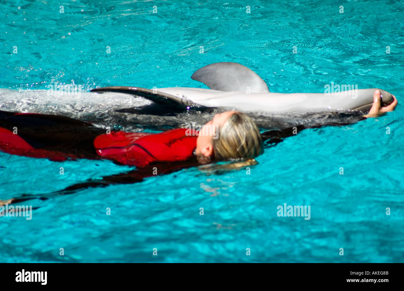 Female dolphin trainer interacting with dolphins during a performance ...