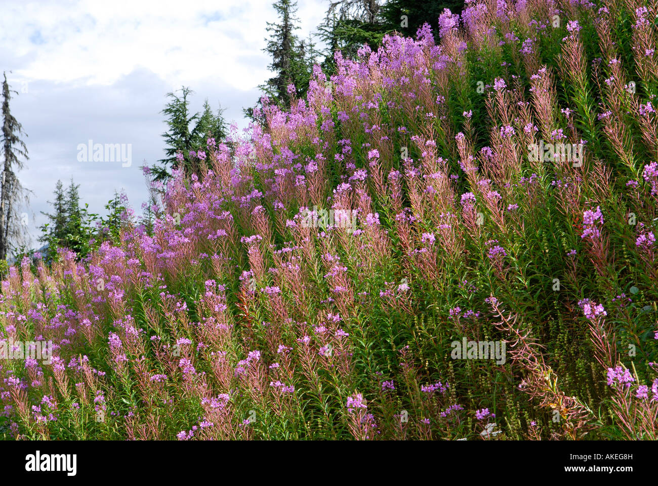 Fireweed Wildflowers along roadside in Kenai Peninsula near Seward ...