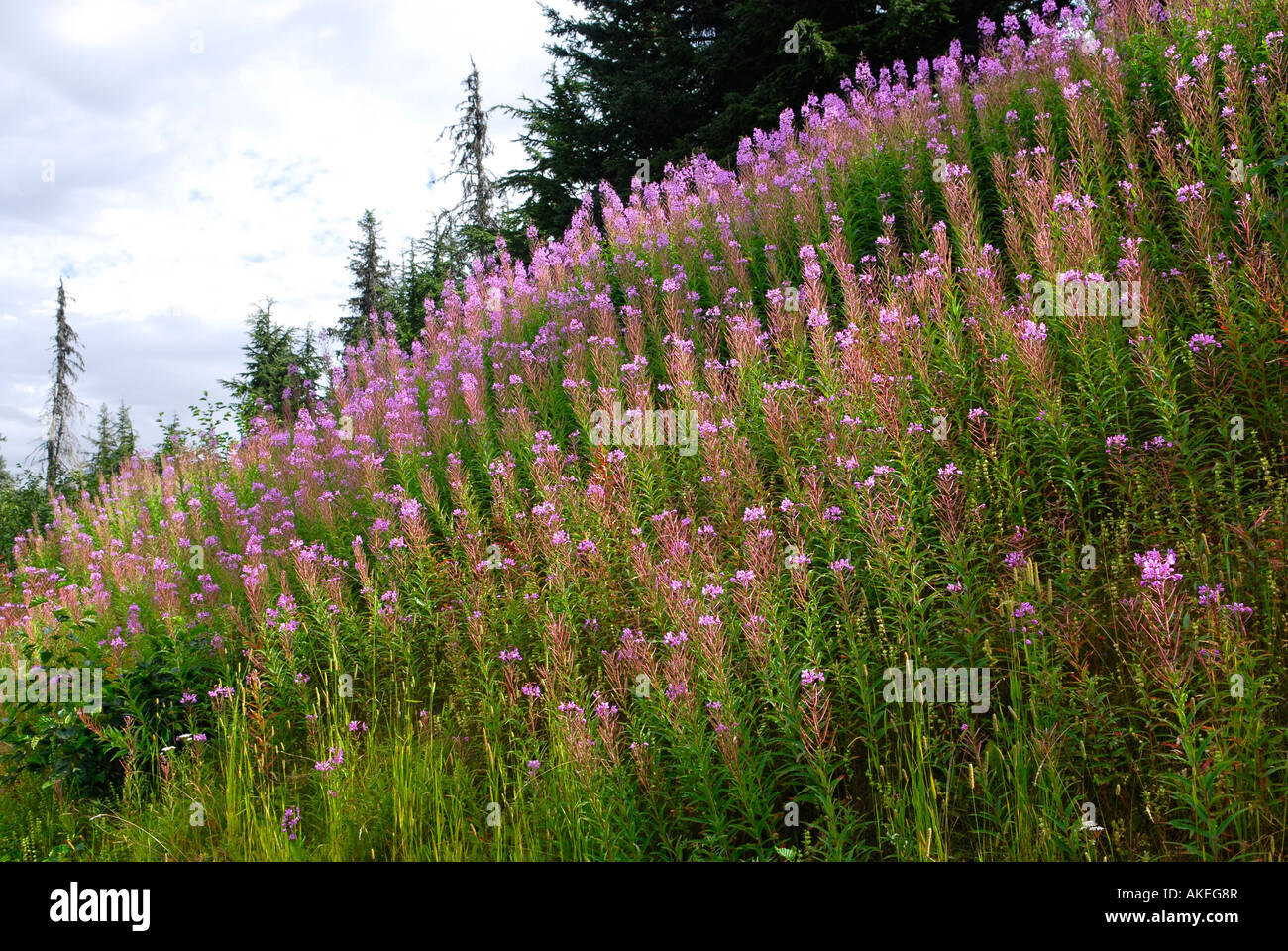 Fireweed Wildflowers along roadside in Kenai Peninsula near Seward ...