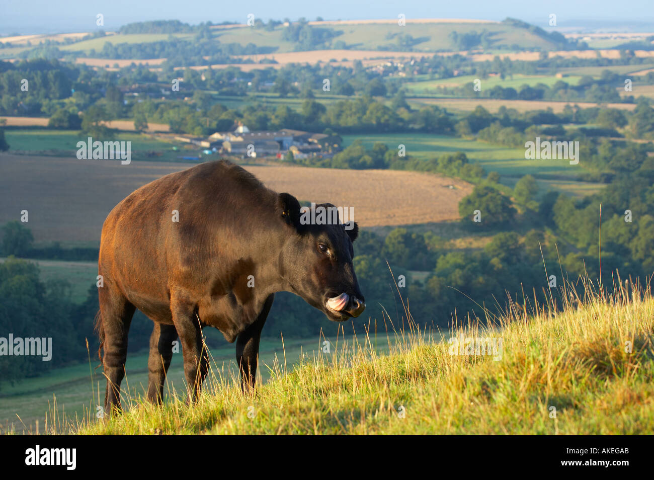 Cow licking its lips hi-res stock photography and images - Alamy