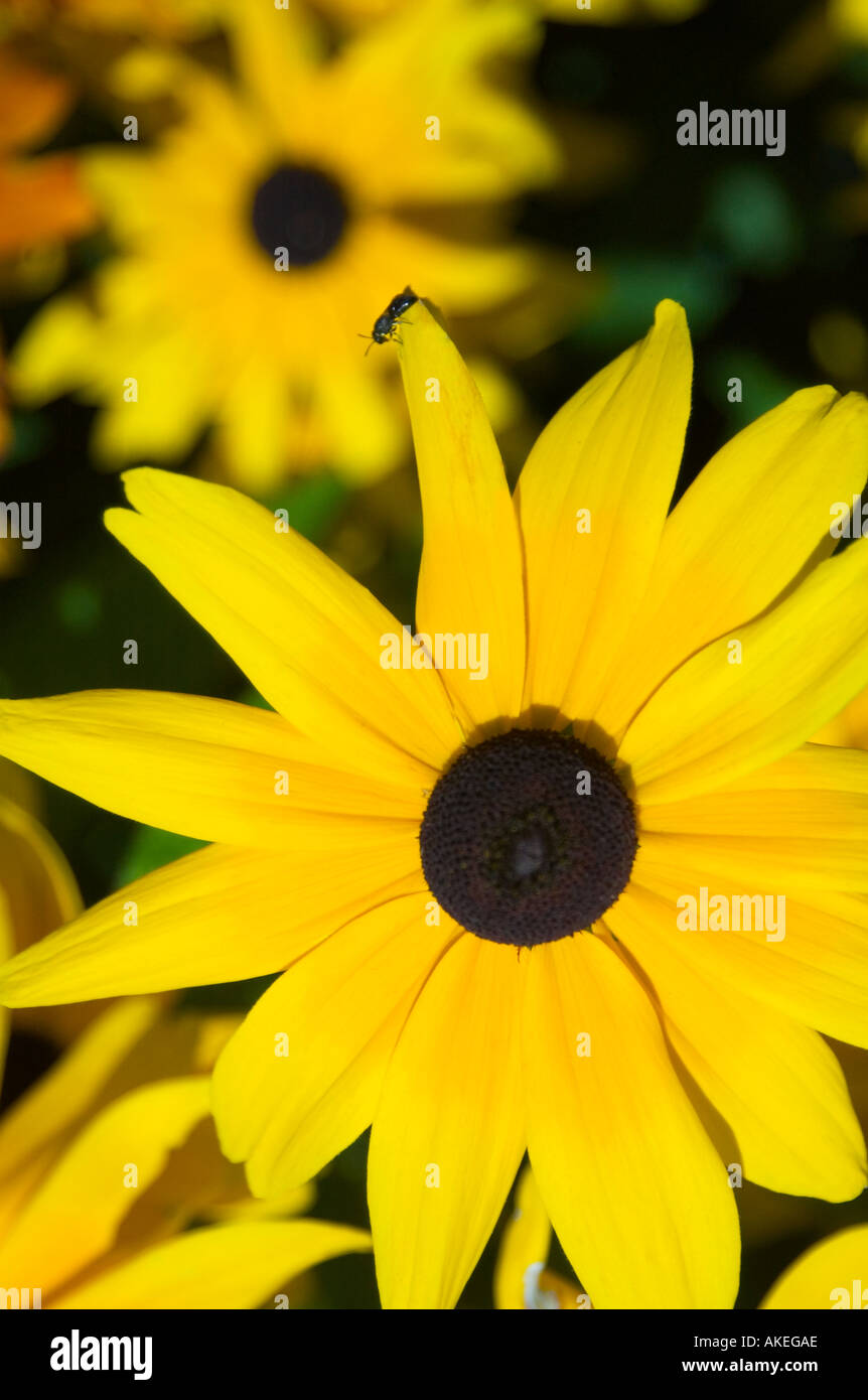 Yellow flower niagara falls canada hi-res stock photography and images ...