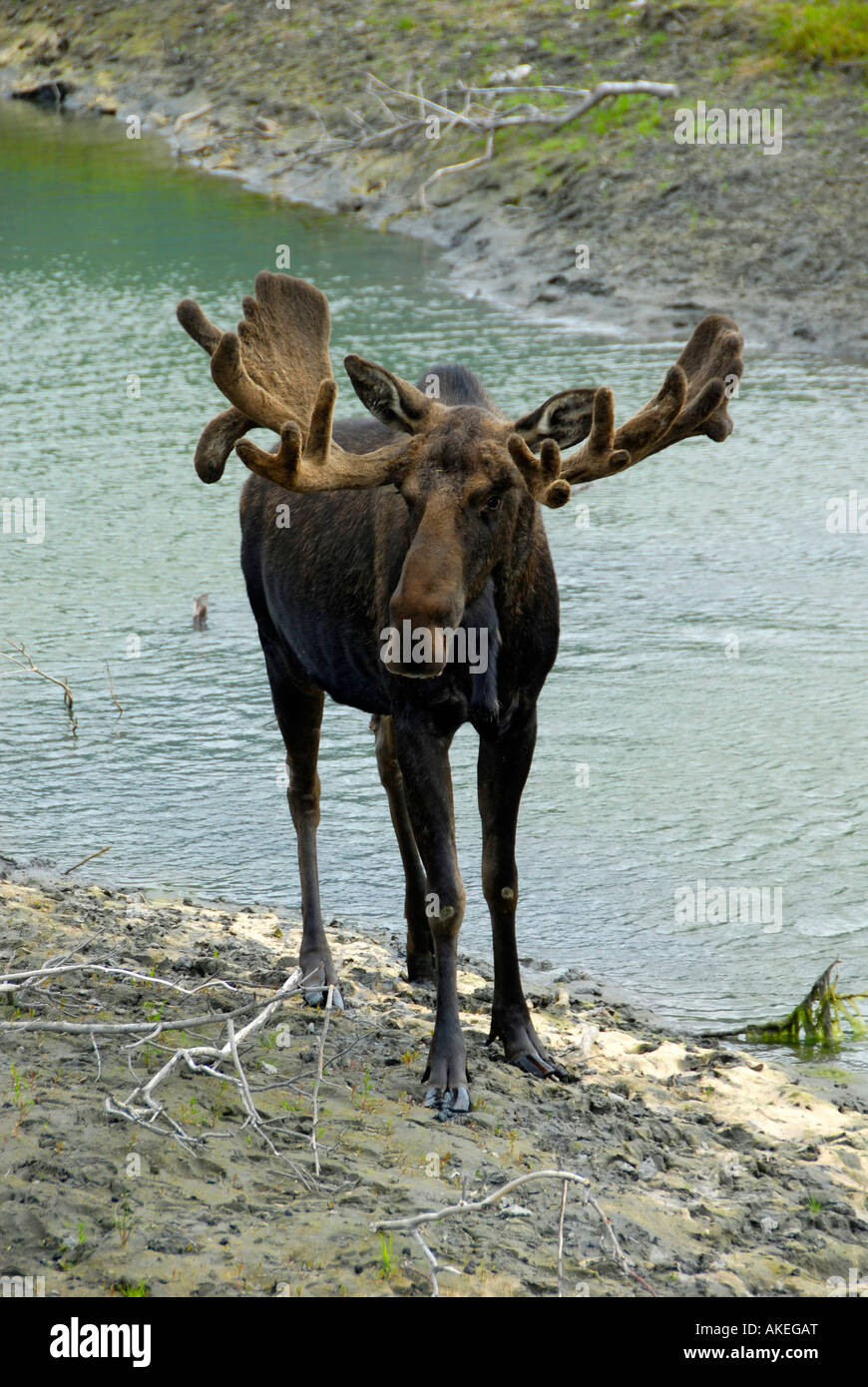 Moose at Alaska Wildlife Conservation Center AWCC near Whittier Alaska ...