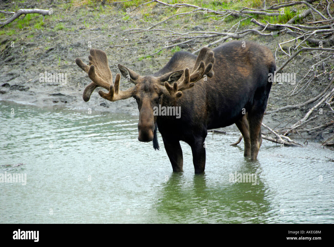 Moose at Alaska Wildlife Conservation Center AWCC near Whittier Alaska ...