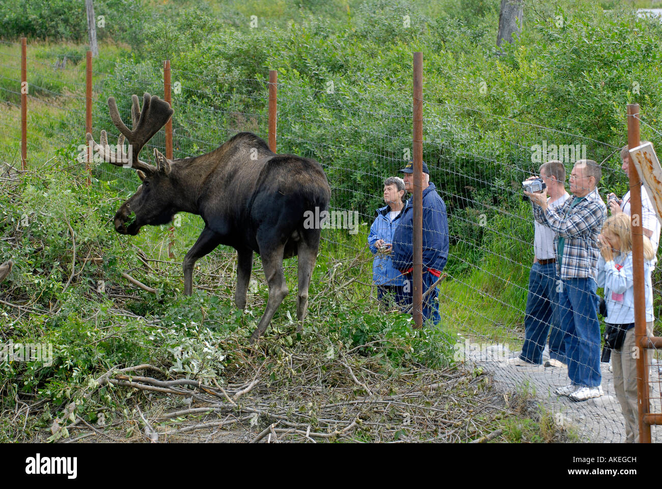 Moose at Alaska Wildlife Conservation Center AWCC near Whittier Alaska ...