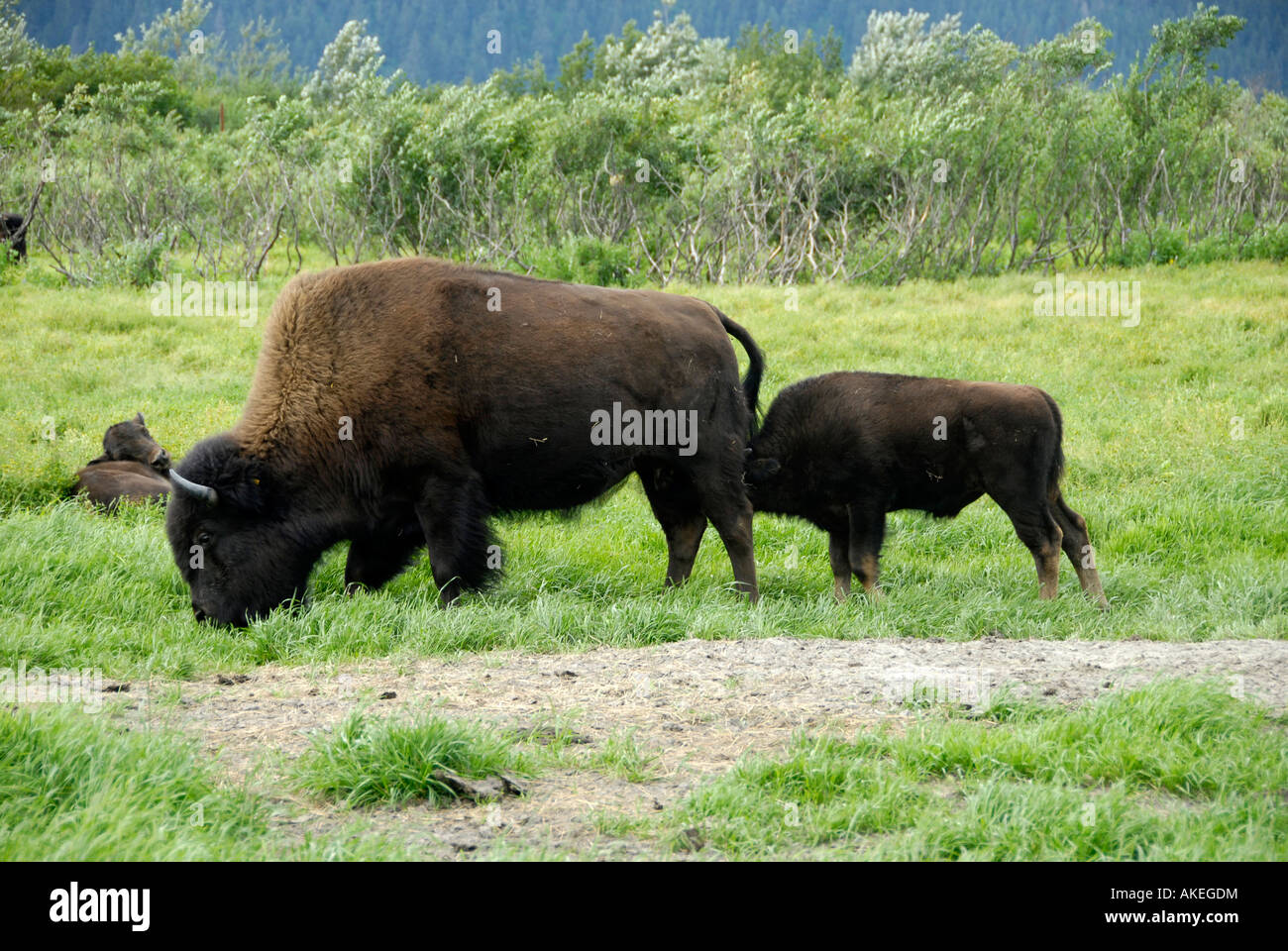 Plains Bison Buffalo at Alaska Wildlife Conservation Center AWCC near ...