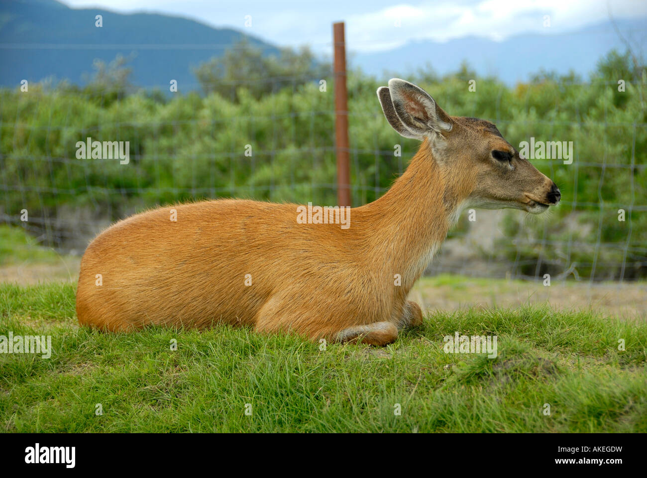 Sitka Black Tailed Deer at Alaska Wildlife Conservation Center AWCC ...