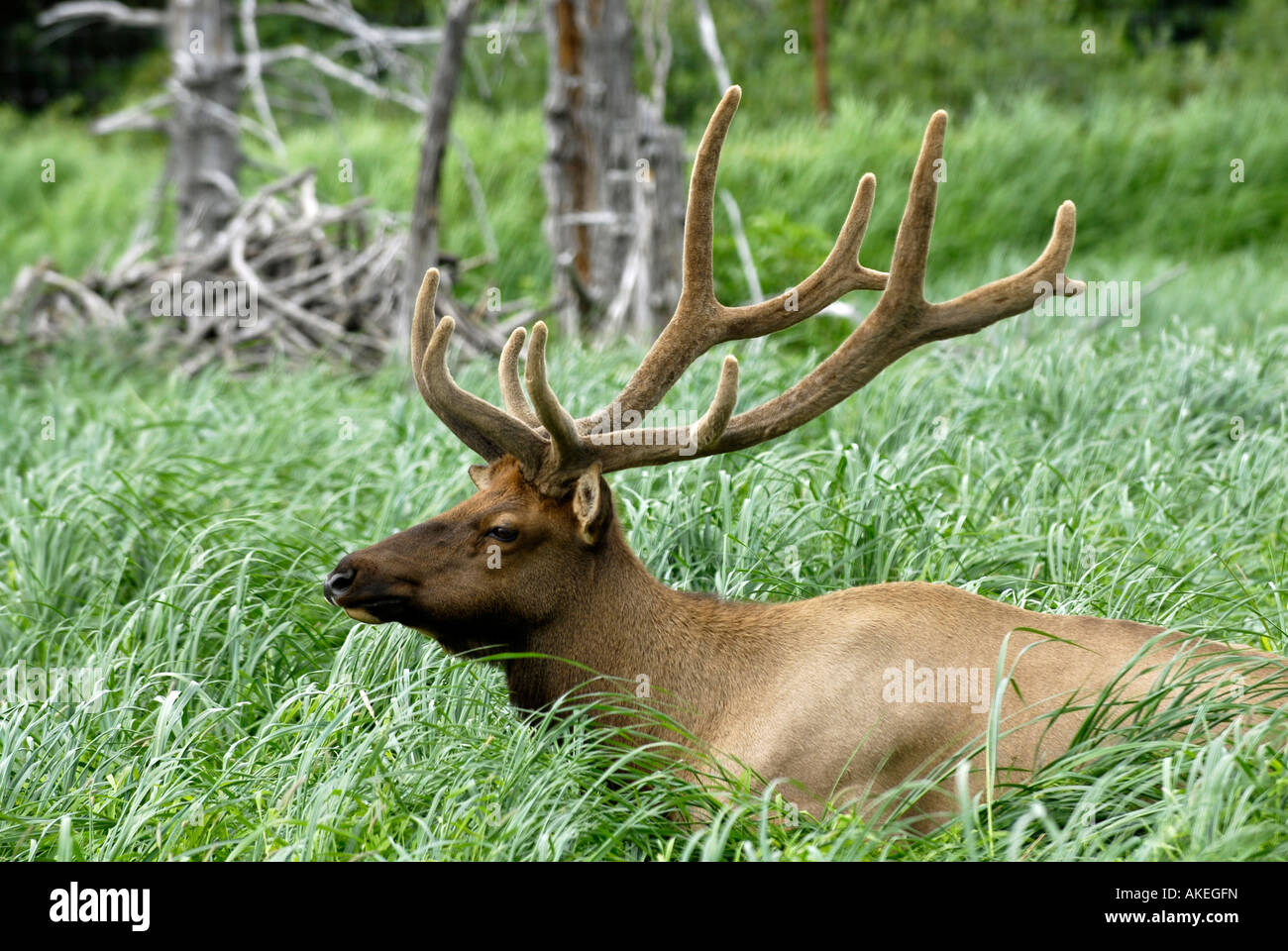 Elk at Alaska Wildlife Conservation Center AWCC near Whittier Alaska AK ...