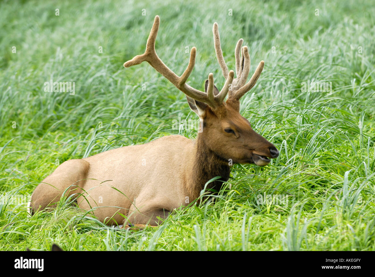 Elk at Alaska Wildlife Conservation Center AWCC near Whittier Alaska AK ...